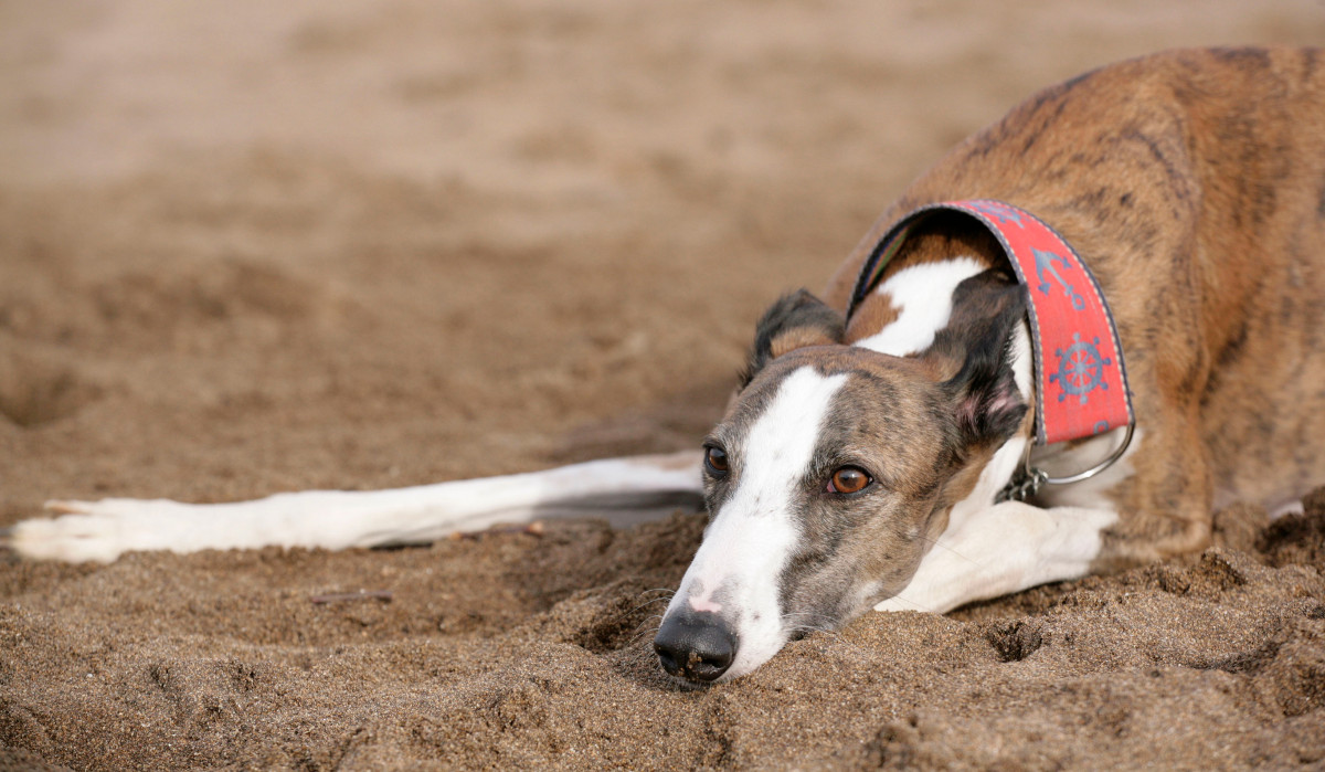 Preguntas y respuestas sobre… El Galgo Español | Sentido Animal