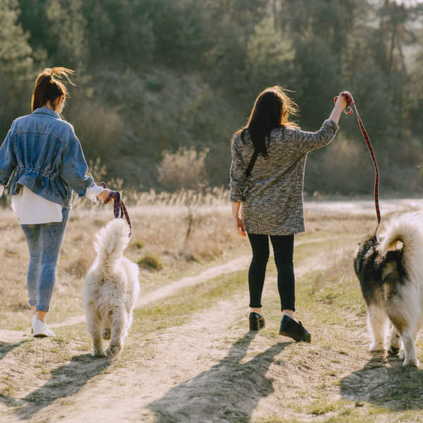 La conducta de monta en los perros - Sentido Animal