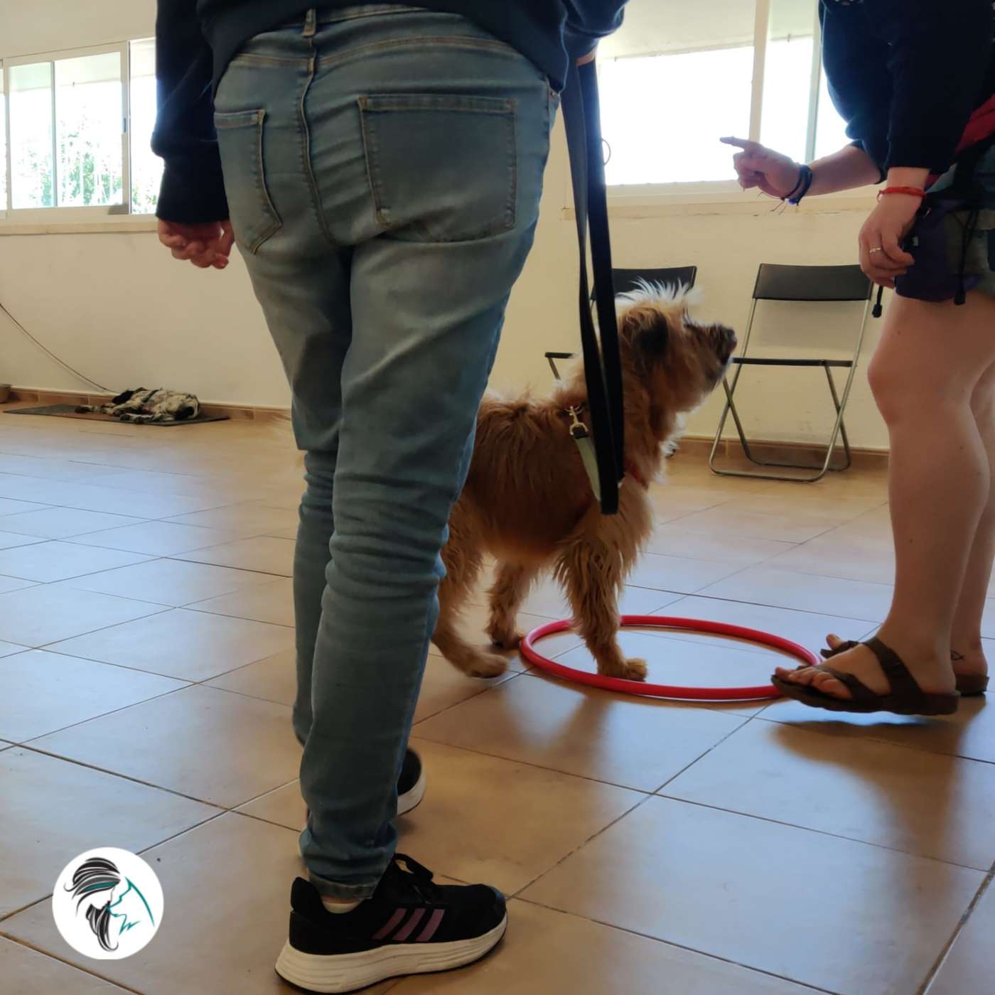 El rol del perro de Intervenciones Asistidas con Animales | Sentido Animal